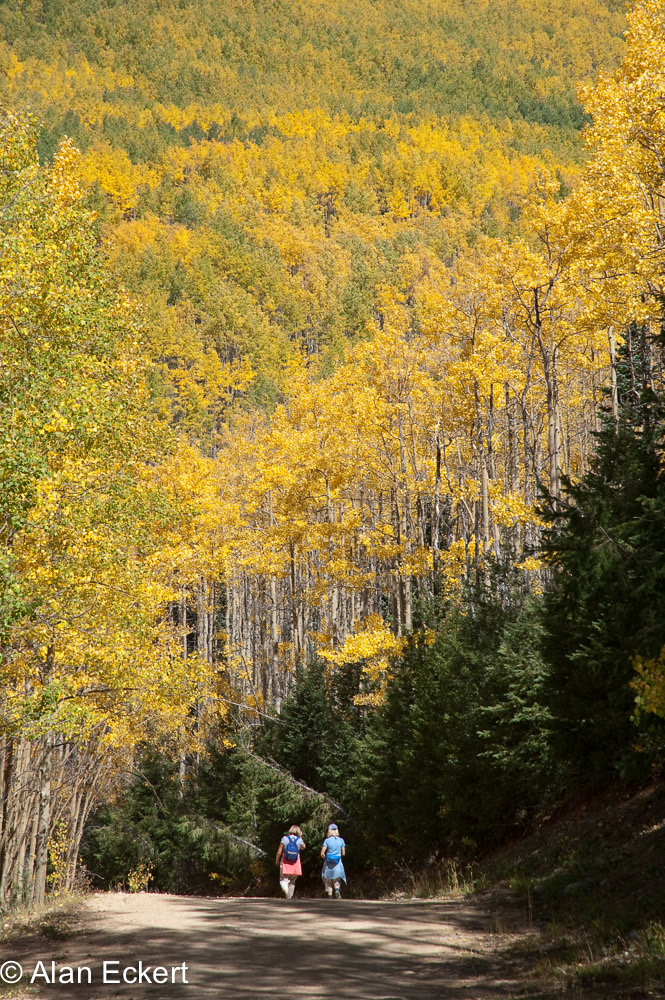 Aspen Vista Trail near Santa Fe, NM | Alan Eckert Photography