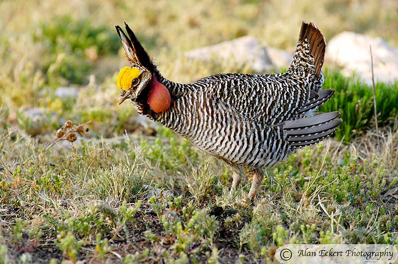 Alan Eckert Photography - Lesser Prairie Chicken, Milnesand, New Mexico