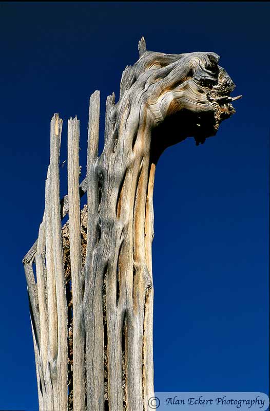 Alan Eckert Photography - Saguaro Ribs, Saguaro NP, Arizona